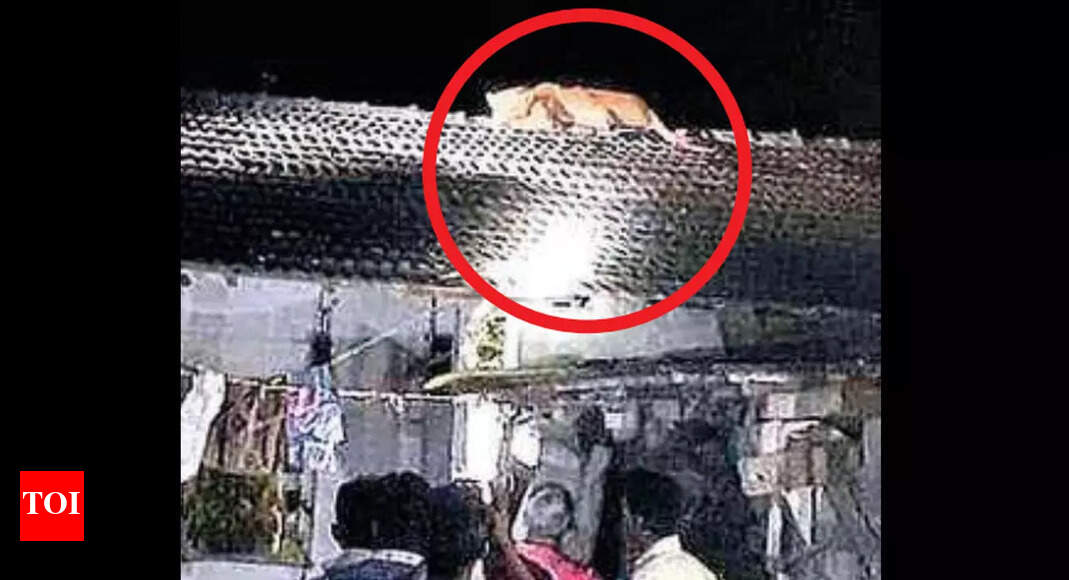 Video: Lioness finds cool abode atop tile roof in Gujarat village ...