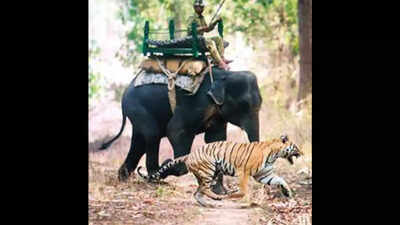 Mahout chases tiger in Kanha Tiger Reserve to ‘please’ tourists ...