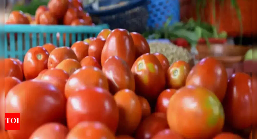 Once again tomato selling at Rs 100/kg | Goa News - Times of India
