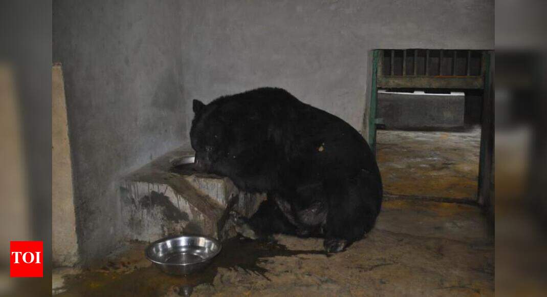 Only Himalayan black bear of Almora's Mrig Vihar Zoo dies | Dehradun ...