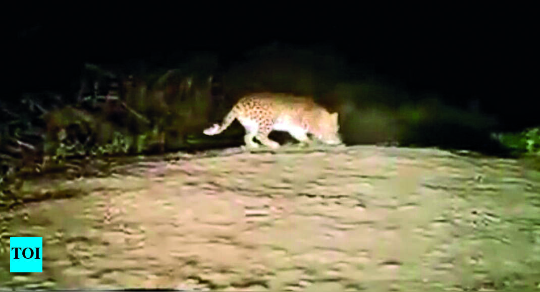 Video Of Leopard Hunting Goes Viral | Vadodara News - Times of India