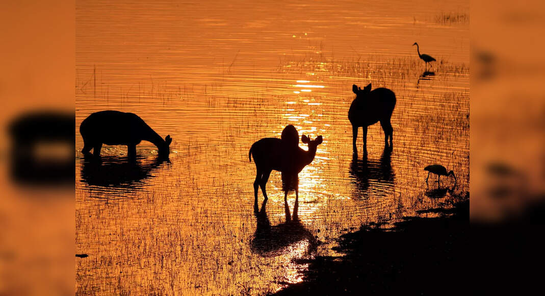 These are India's best night safaris! | Times of India Travel