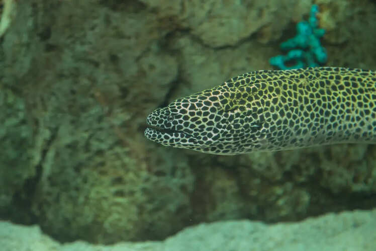 Bali’s most exciting diving spots for water sports lovers! | Times of ...