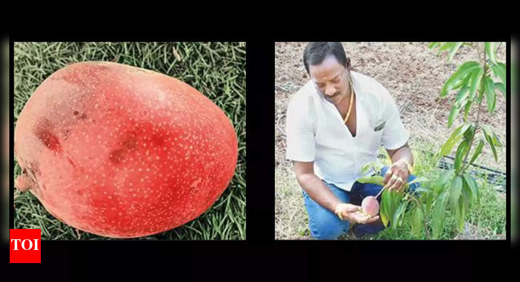Andhra Pradesh: Kakinada farmer grows mango worth Rs 1 lakh | Vijayawada News - Times of India