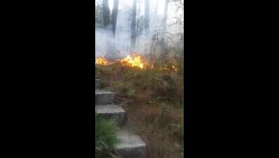 Almora records highest damage due to forest fire in 10 years, 822 ha ...