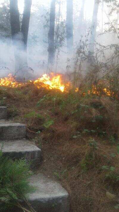 Almora records highest damage due to forest fire in 10 years, 822 ha ...