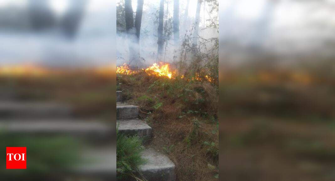 Almora records highest damage due to forest fire in 10 years, 822 ha ...