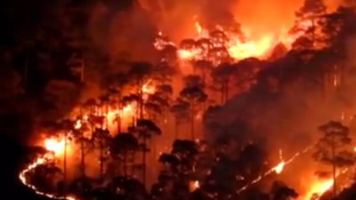 Almora: Almora Records Highest Forest Fire Damage In 10 Yrs | Dehradun ...