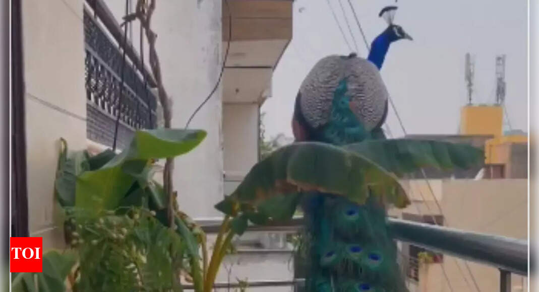 Watch: Video of peacock hopping across balconies in Delhi goes viral ...