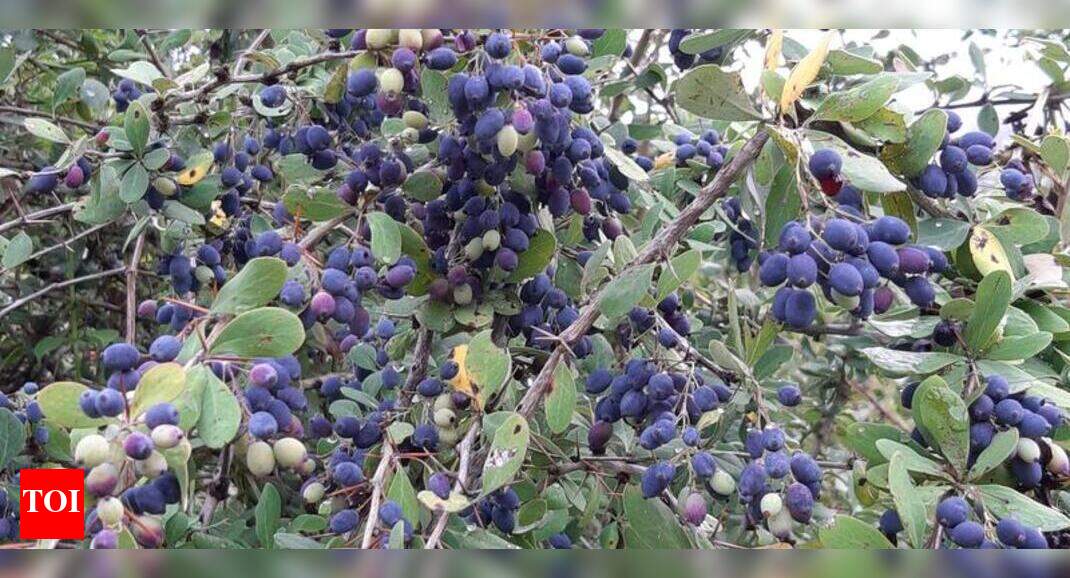 Wild berries of Mussoorie 'fading into oblivion' | Dehradun News ...