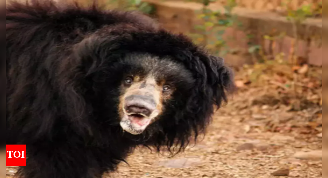 Valparai tea estate worker injured in sloth bear attack | Coimbatore ...