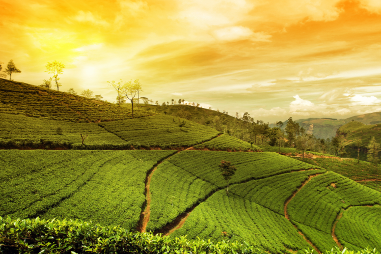 Picture-perfect hill stations to visit in south India | Times of India ...