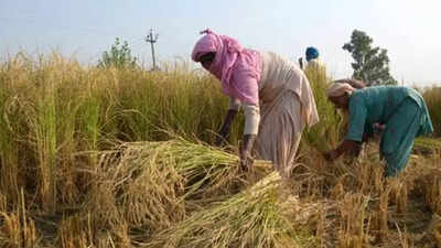 Revised MSPs still about 47% lower for most of the 14 crops under ...