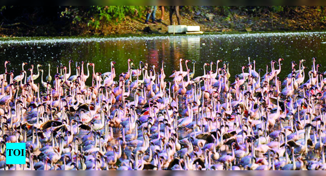 Mangrove Cell: Mangrove Cell Files Complaint Over Effluent Leak In Thane Creek | Navi Mumbai ...