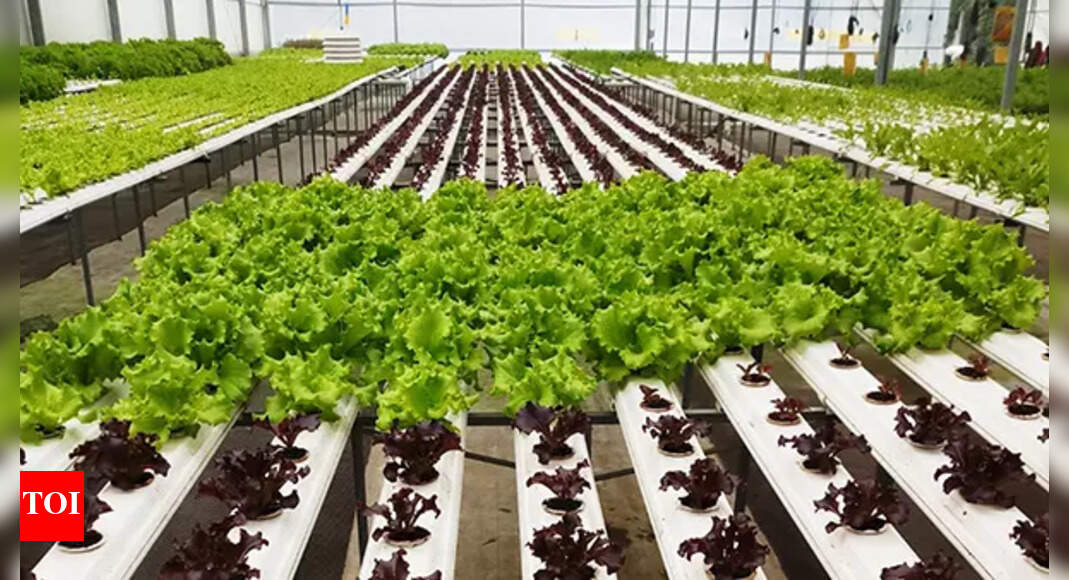 Meet the farmers who are growing soil-less crops | India News - Times ...