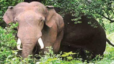 Odisha: Elephant tramples woman to death, attacks villagers ...