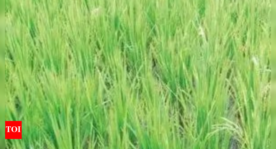 Punjab: Phase 1 Of Paddy Transplantation Through Old Method Begins ...