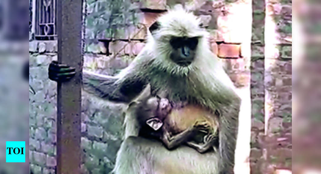50 Injured In Monkey Attack | Kolkata News - Times of India