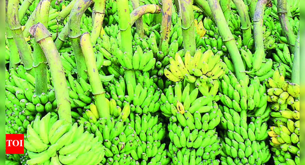 Hajipur: Gi Tag To Boost Cultivation Of ‘chiniya’ Banana: Farmers ...