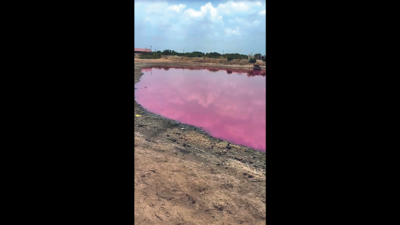 Suigam: Lake In Suigam Turns Bright Pink | Ahmedabad News - Times of India