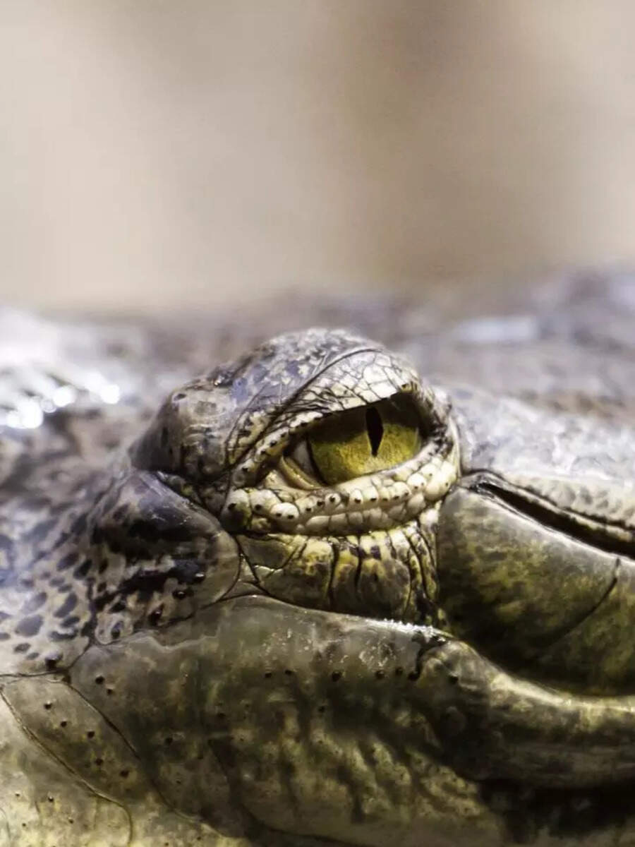 Worst Pet Animal: 9 worst animals to keep as pets | Times of India