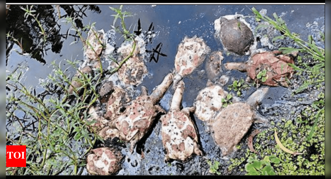 Forest Dept Probe Into Turtle Deaths | Kolkata News - The Times of India