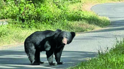 Sloth Bear’s Presence Triggers Alert | Coimbatore News - Times of India