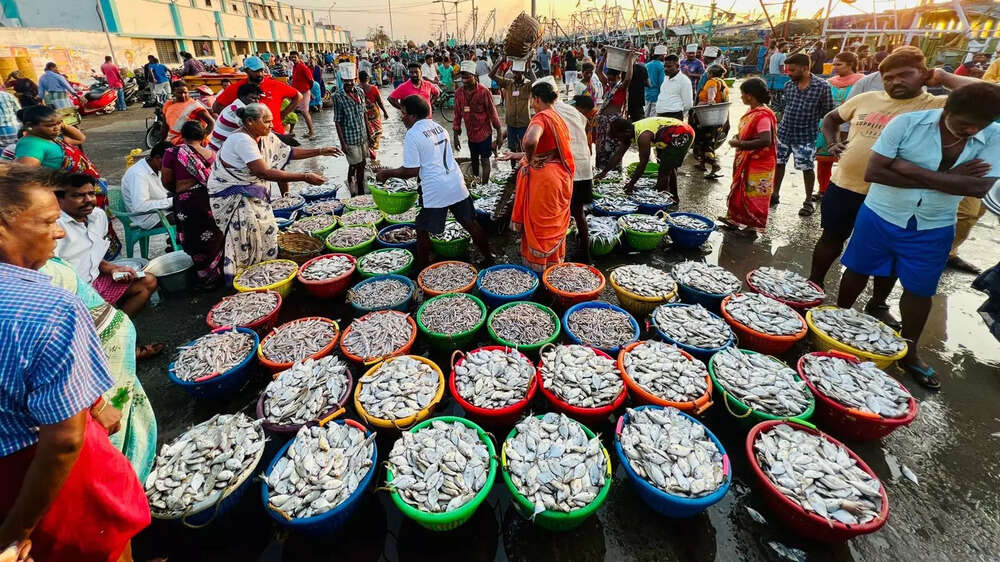 In pics: Chennai's Kasimedu fishing harbour abuzz with seller | The ...