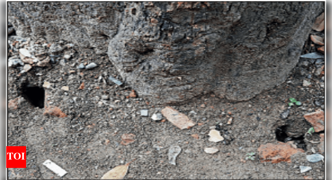 Rats Gnaw On Roots, Put Trees On City Stretch At Risk | Kolkata News ...