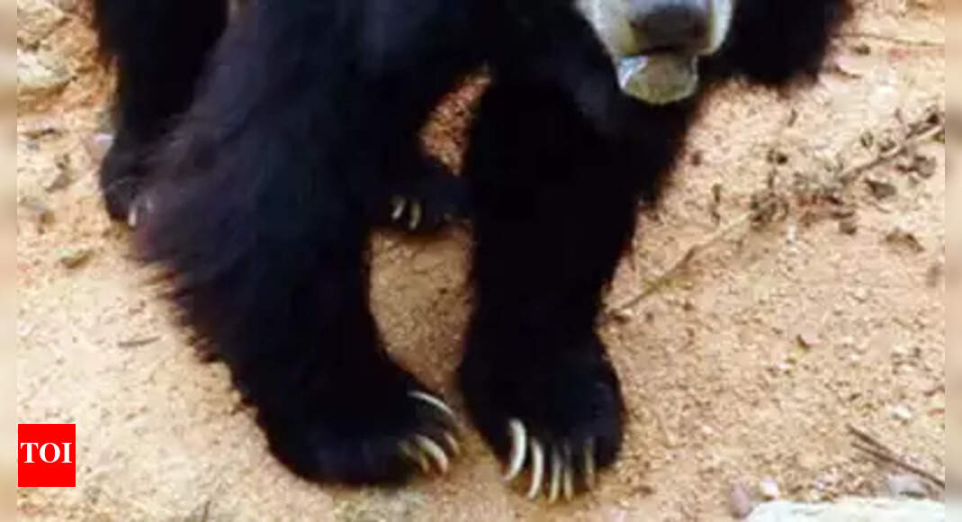 Bear Attack in Srikakulam: 8 injured in bear attack in Srikakulam ...