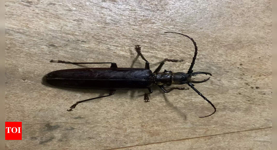 Navi Mumbai: Rare appearance of large sized beetle at Karjat, Raigad ...
