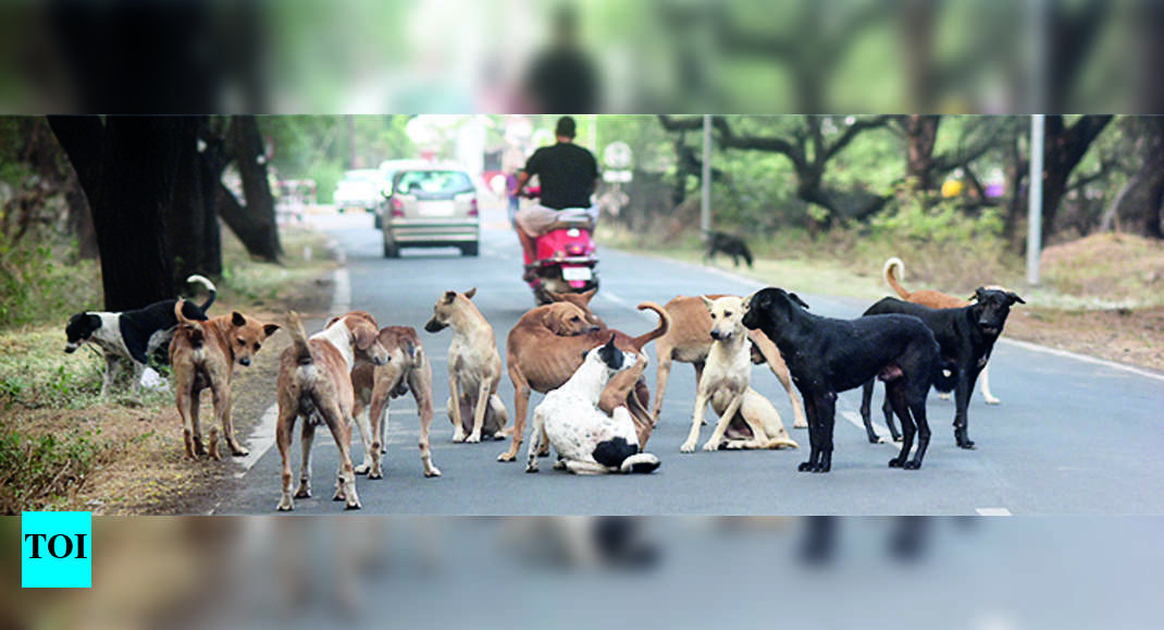 Hubballi: Stray Dogs’ Plight Moves Residents | Hubballi News - Times of ...