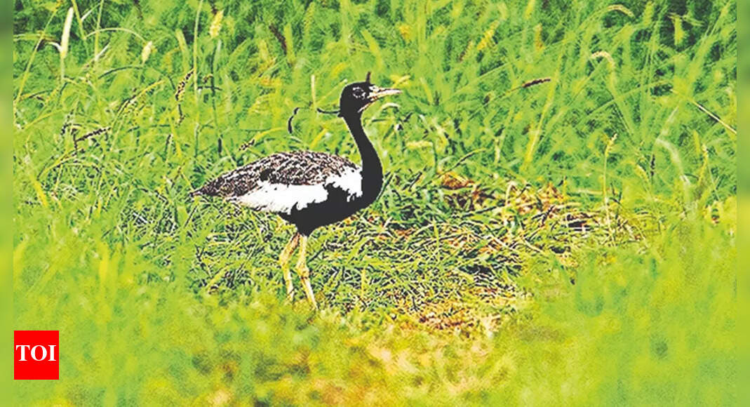 Breeding Centre To Boost Lesser Florican Numbers | Rajkot News - Times ...