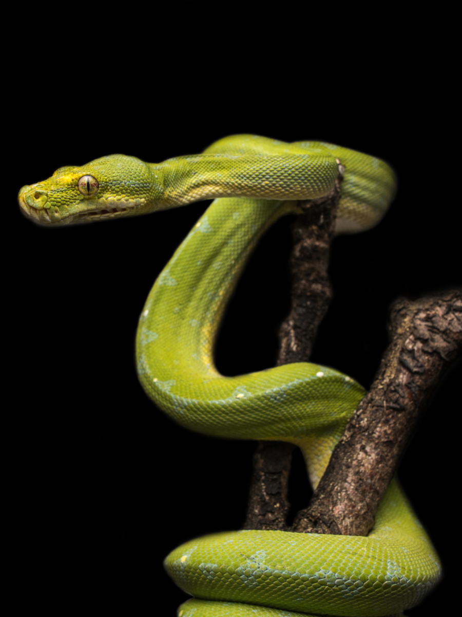 Weirdest snakes in the world | Times Now