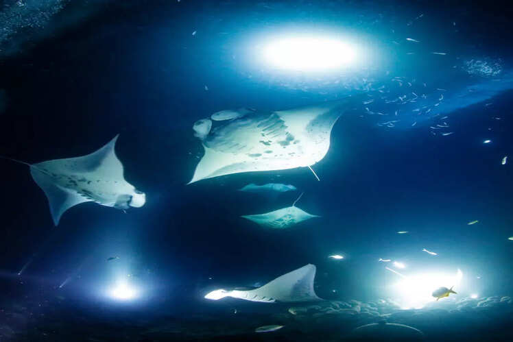 The best scuba diving spots in the world | Times of India Travel