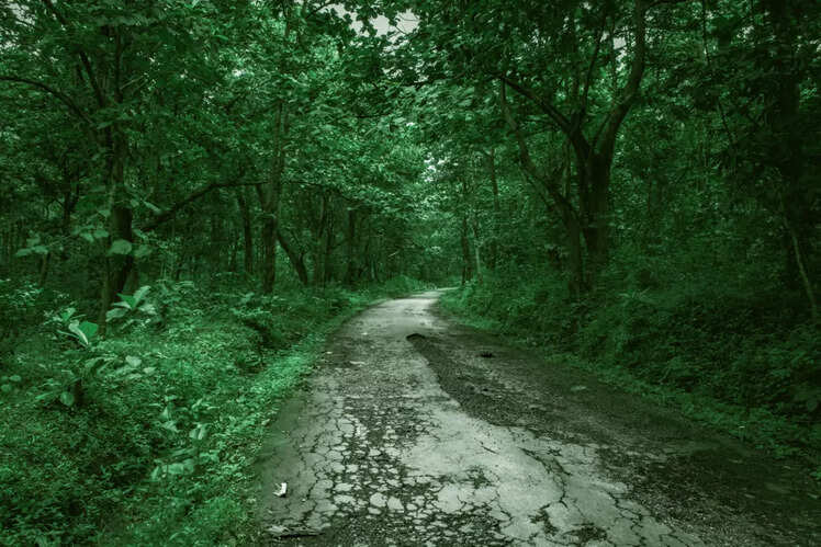 Best of Western Ghats during the monsoon season | Times of India Travel