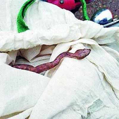 With Monsoon, Snake Sightings On The Rise | Mangaluru News - Times of India