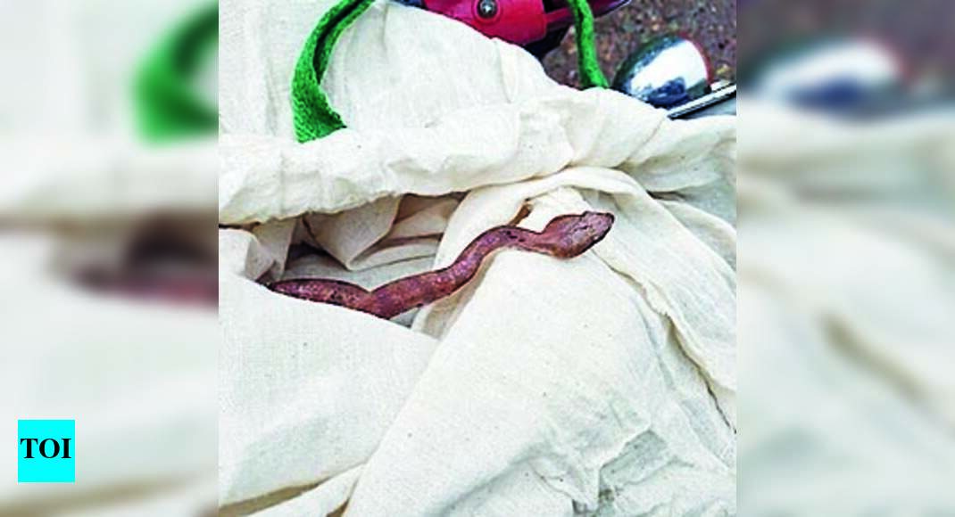 With Monsoon, Snake Sightings On The Rise | Mangaluru News - Times of India