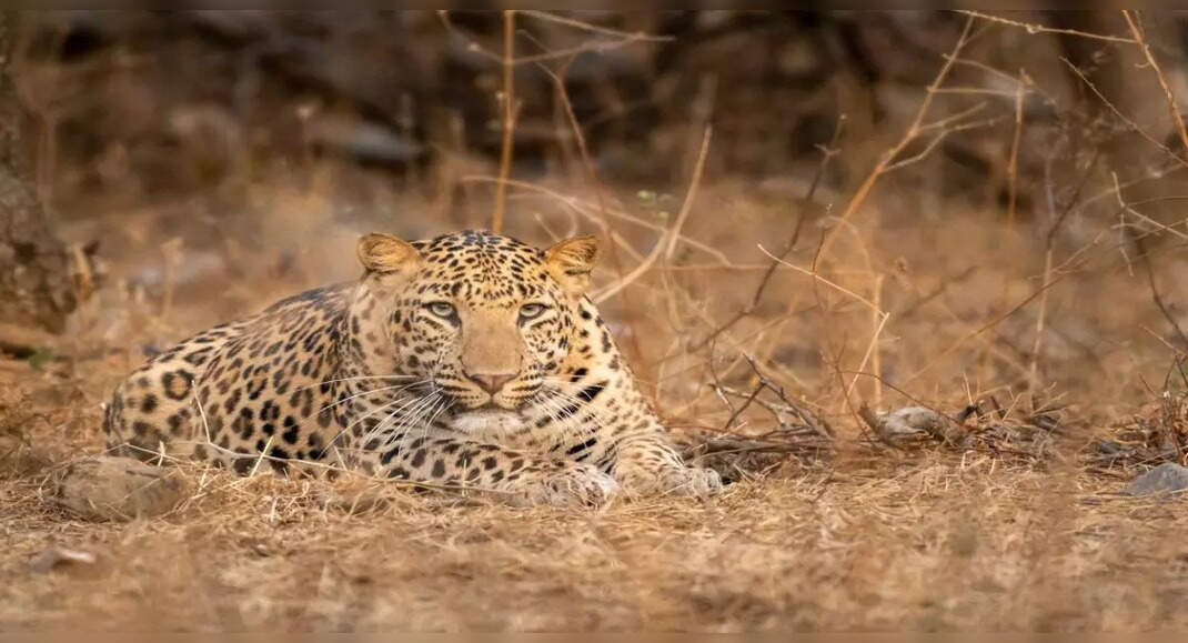 Inside Rajasthan’s Bera village, where humans and leopards live ...