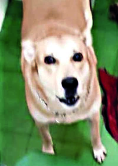 Dog Stood Guard As Owner Lay Dead | Kochi News - Times of India