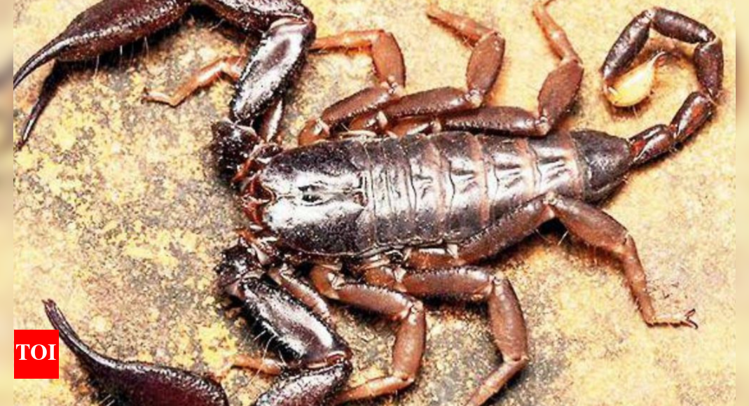 Kolhapur: New Scorpion Species Found In Western Ghats | Kolhapur News ...