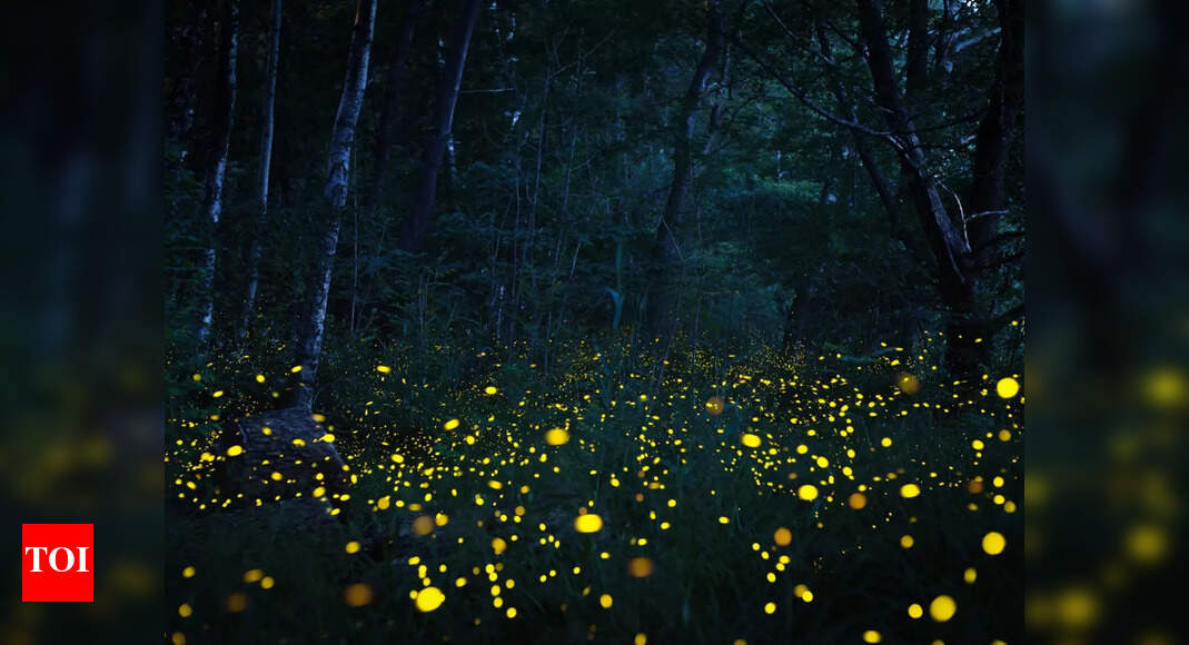 When Mumbaikars witnessed fireflies light up the night - Times of India