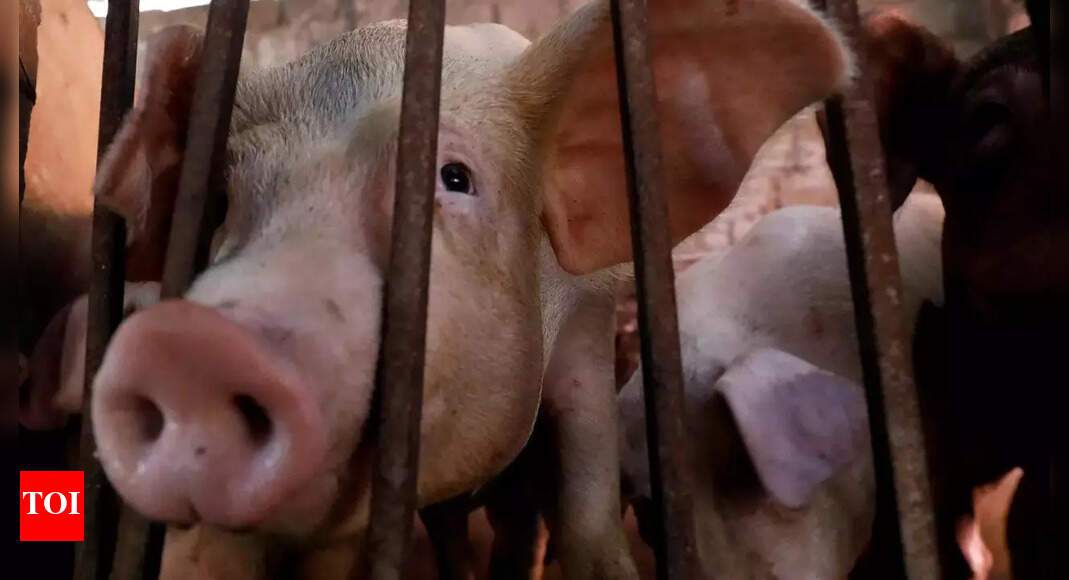 Study shows highly antibiotic-resistant MRSA strain found in pigs can ...