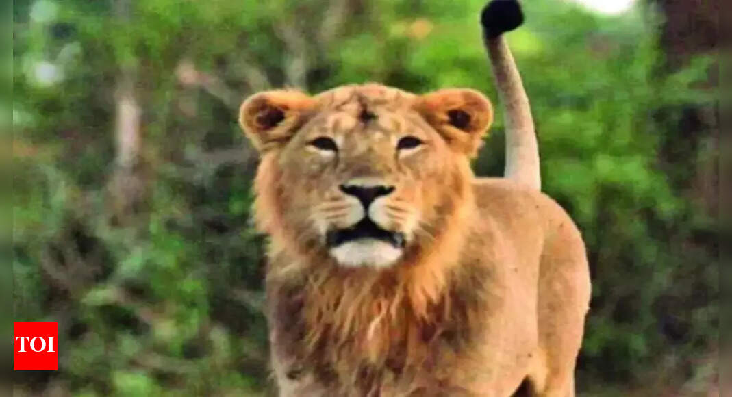 Jamnagar: India's ark for earth: Largest zoo of world takes shape in ...