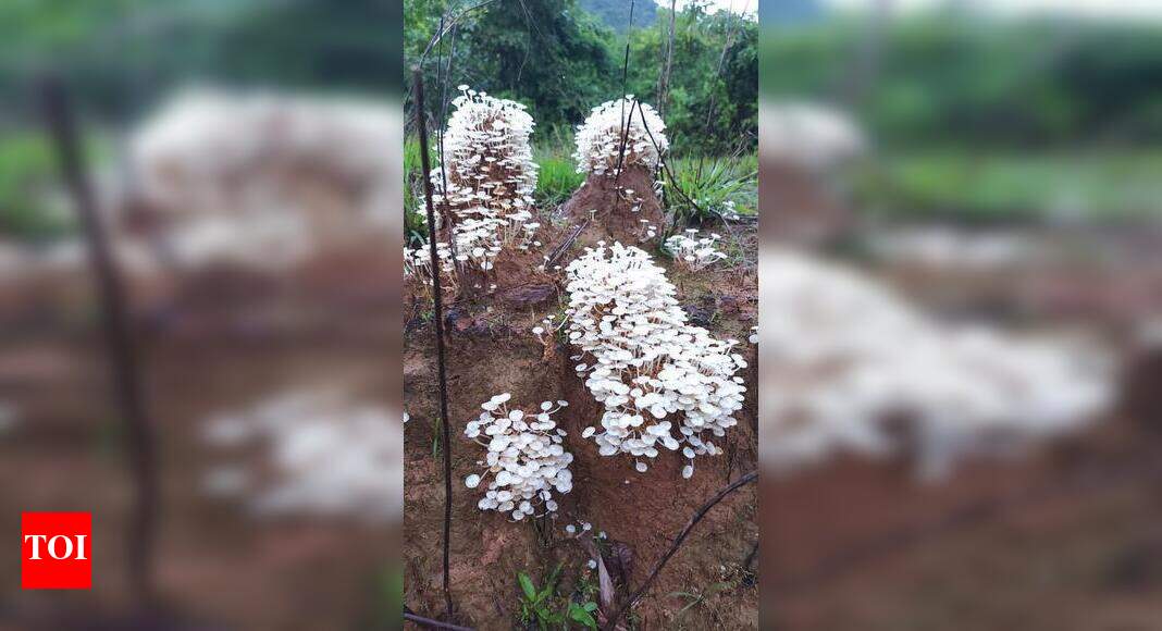Goa: Edible and over-exploited, Shringar variety of mushrooms now in ...
