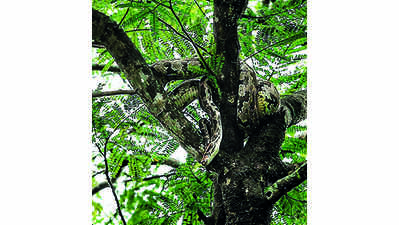 Python Rescued After 2-hour Effort | Kochi News - Times of India