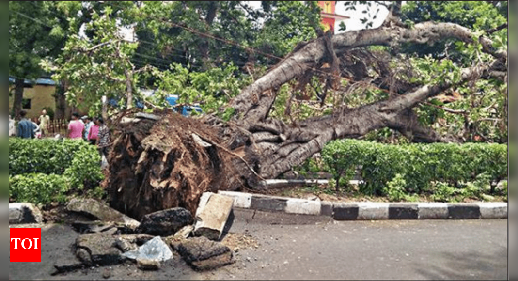 Choked By Brts, 150-yr-old Iconic Banyan Tree Crashes | Bhopal News ...