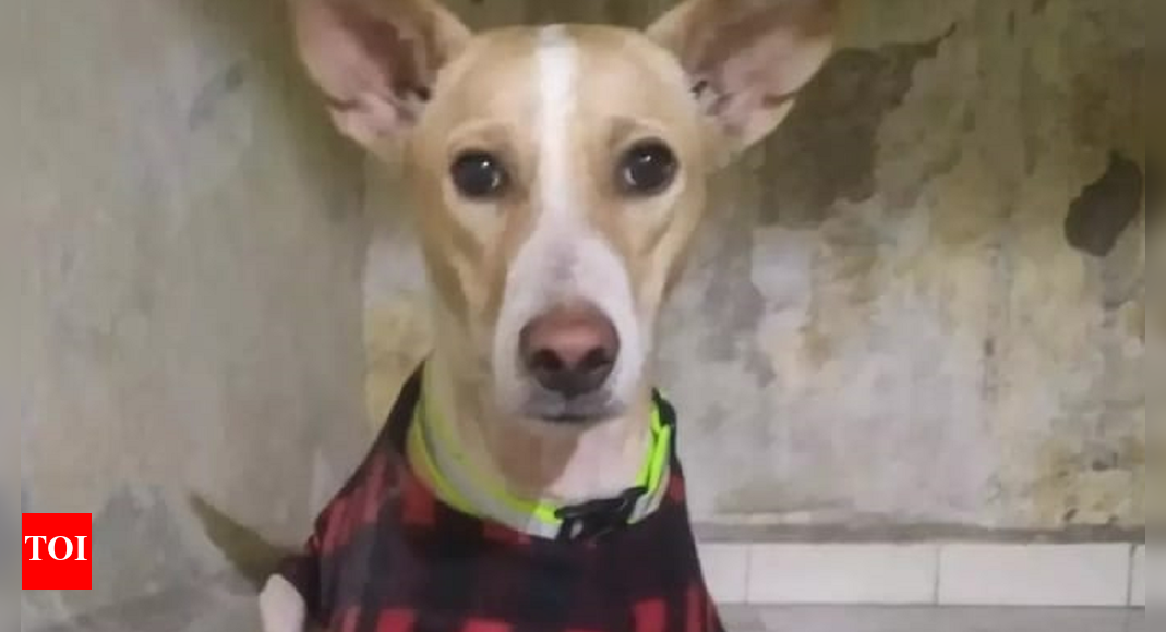 Navi Mumbai: Stray dog 'dislocated' from Belapur, but cops register ...