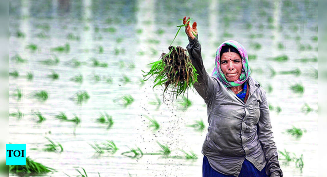 Fci: T Asks Fci Again To Buy Paddy As Stocks Pile Up | Hyderabad News ...