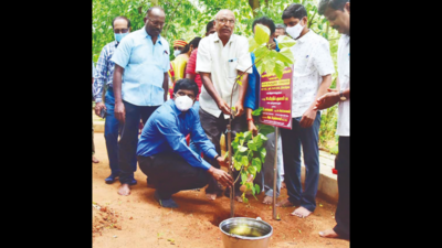 Sendhooram: Rare Sendhooram Sapling Planted On Temple Premises | Trichy ...